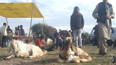 Bhopal Bakra Mandi 2025 Youtube