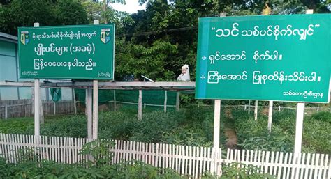 မြင်းမူမြို့မ သစ်တောပျိုးဥယာဉ်မှ ယခုနှစ်မိုးရာသီအတွက် ပျိုးပင်ပေါင်း
