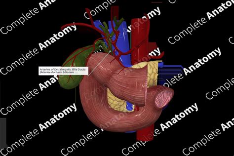 Arteries Of Extrahepatic Bile Ducts Complete Anatomy