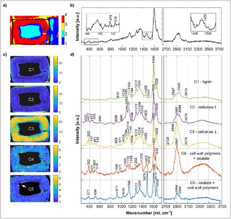 Analysis Of Raman Data Of The Cell Wall Of A Tracheid Using Cluster Download Scientific Diagram