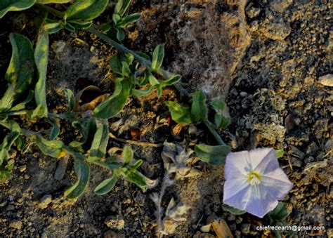 Convolvulus Prostratus Forssk Species