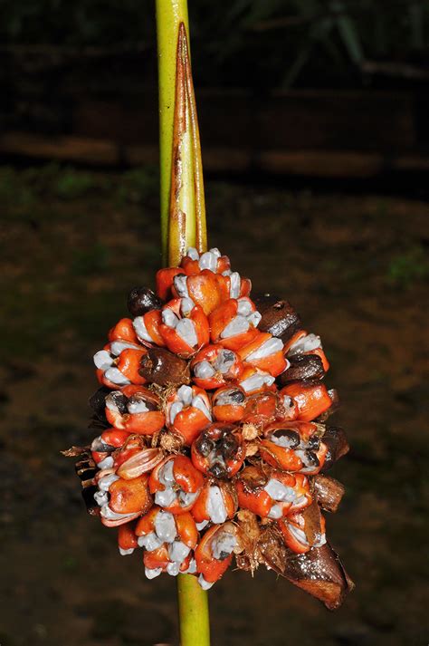 Phrynium Pubinerve Marantaceae