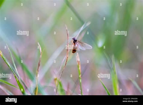 Ant Wedding Flight With Flying Ants Like New Ant Queens And Male Ant