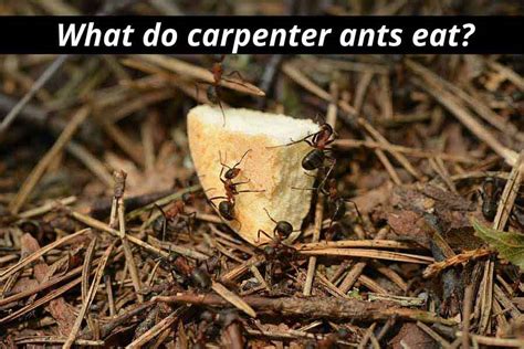 What Do Carpenter Ants Eat And What Dont They Eat