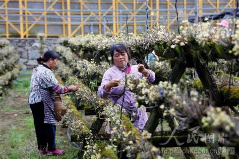 贵州锦屏铁皮石斛盛开美丽经济 人民图片网