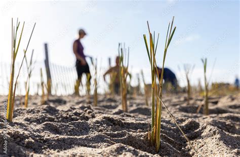 Community Public Dune Grass Planting Conservation Project At Beach
