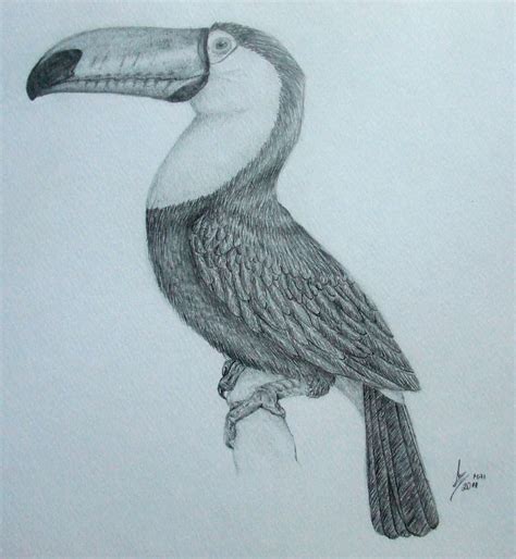 Toucan By Moodyfirefly On Deviantart