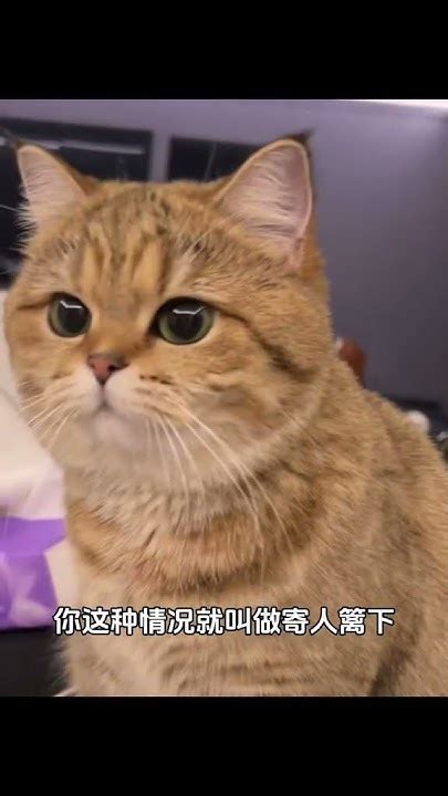 有点母爱 但好像不多 萌宠出道计划 我的猫 乎乎 Youtube