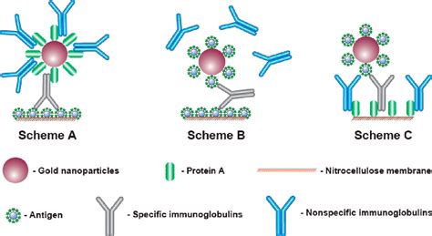 Figure 1 From Comparison Of Three Lateral Flow Immunoassay Formats For