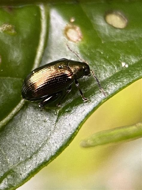 Psylliodes Brettinghami From Langs Beach 0582 New Zealand On August 21