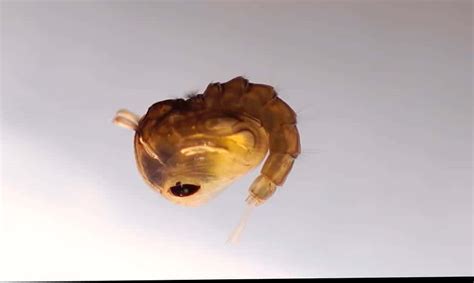 Mosquito Larvae Profile And How To Culture As Live Food Shrimp And