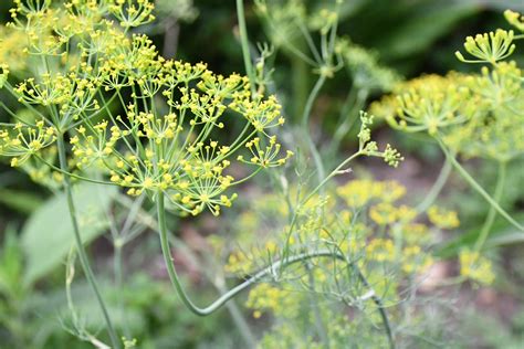 赤いはちみつの丘フェスタ出店、ws開催のお知らせ ひろいと