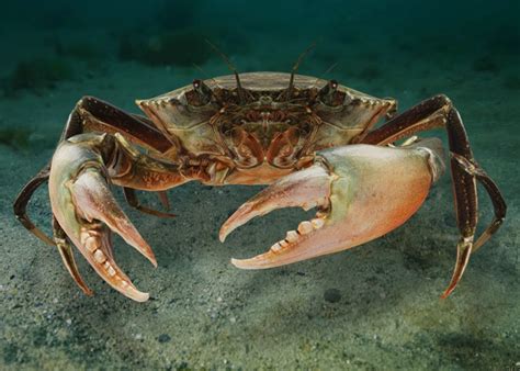Artstation Realistic Crab Animated