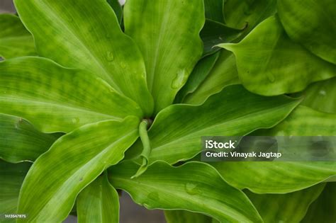 Green Insulin Plant For Diabetes A Natural Cure For Diabetes Medicinal