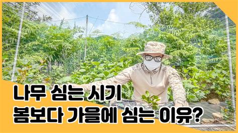 【나무 심는 시기】 봄보다 가을에 심어야 하는 이유 Youtube