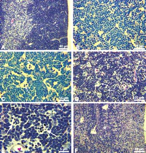 A Panoramic View Of A Normal Mouse Thymus Showing The Cortical Area Download Scientific