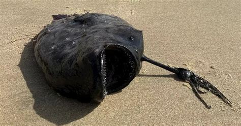 Deep Sea Monster With Horrifying Sex Life Washes Up On Beach United