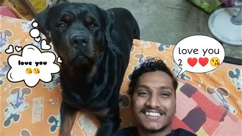 Rottweiler Dog Funny Video With Mei Love My Dog Rottweiler Jack