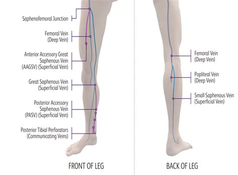 Venous Anatomy Venclose
