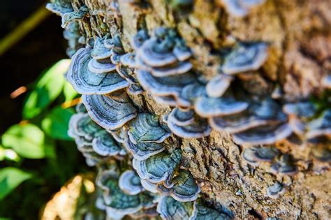 Detalhe Do Log De Camadas De Cogumelos Fungos Crescendo Na Casca Foto