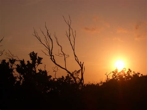 Free Images Nature Horizon Branch Cloud Sun Sunrise Sunset Field Sunlight Dawn