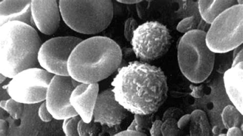 What Are Hematopoietic Stem Cells