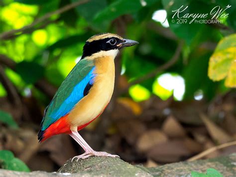 Blue Winged Pitta Eye On Nature