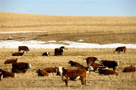 Winter Cold And Abomasal Impaction Of Beef Cattle