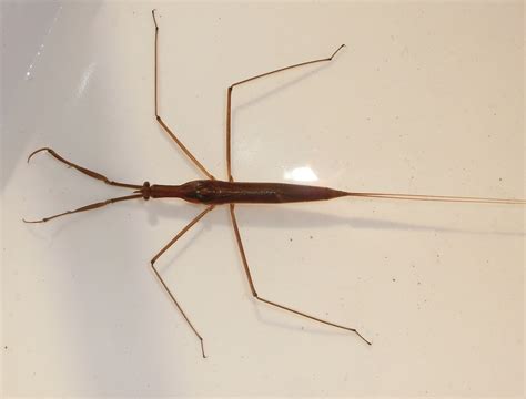 게아재비 네이버 블로그