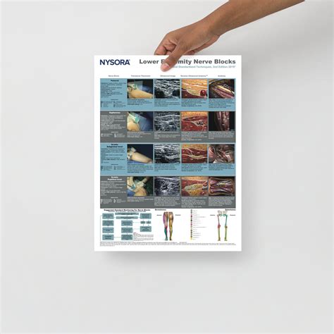 Lower Extremity Nerve Blocks Poster In Nysora