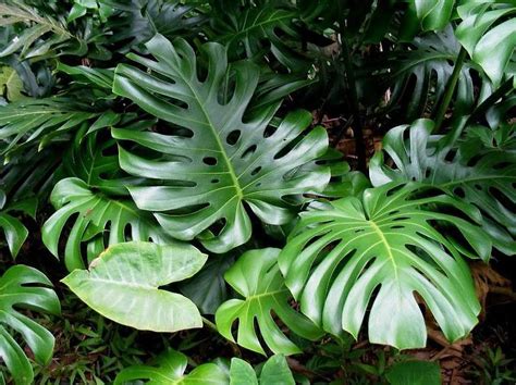монстера | Plants, Monstera deliciosa, Exotic plants