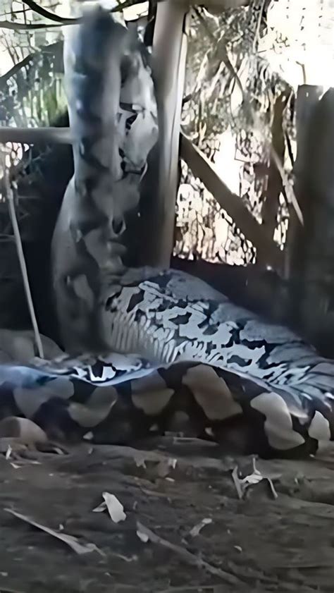 Video Viral Penampakan Ular Piton Raksasa Perutnya Buncit Terjerat Tali