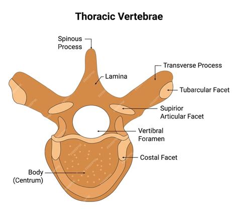 Premium Vector Thoracic Vertebrae Lamina Spinous Process Body Centrum