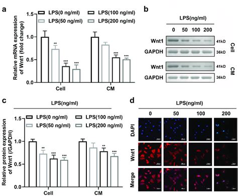 Wnt1 Protein Expression Decreases Following Lps Exposure A Mrna