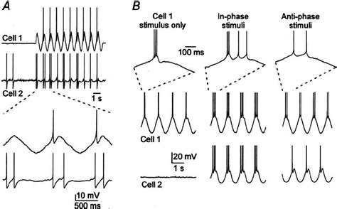 Modulation Of Spiking Patterns Mediated By Electrical Synapses A A Download Scientific