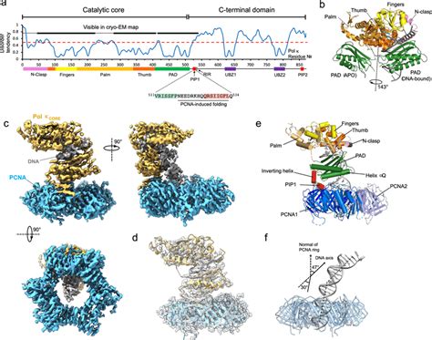Cryo Em Structure Of The Pol κ−dna−wt Pcna Complex A Disorder Download Scientific Diagram
