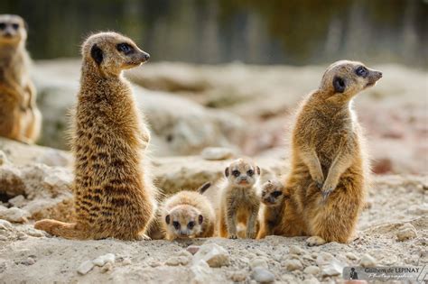 Photos de bébés suricate au zoo de Mulhouse Photo Guilhem de Lépinay
