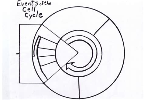 Interphase G2 Drawing