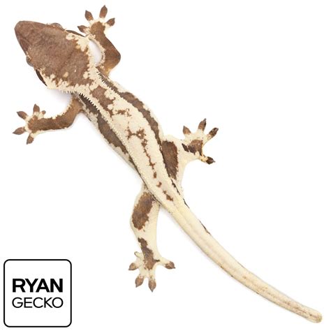 Male Sable Lilly White Crested Gecko Pangea Reptile Mr 028 Pangea
