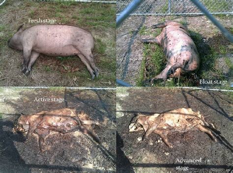 Embalmed Body Decomposition