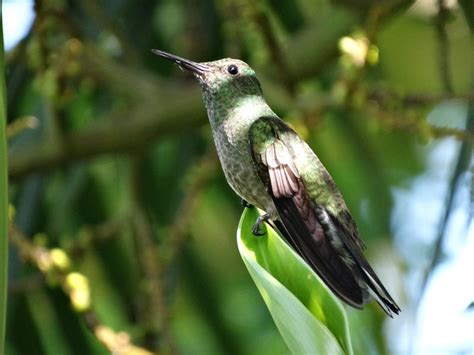 Free Images Tree Nature Plant Leaf Flower Fly Floral Wildlife
