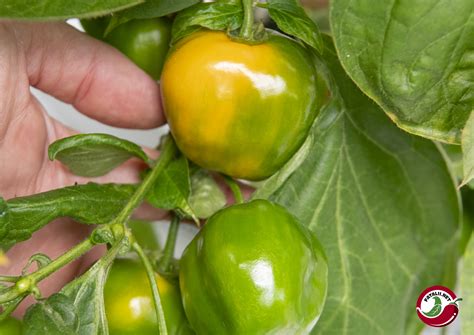 Rocoto Sukanya White Flower Fatalii Seeds