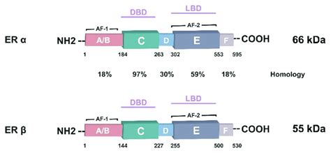 Schematic Structure And Sequence Organization Of Erα And Erβ They