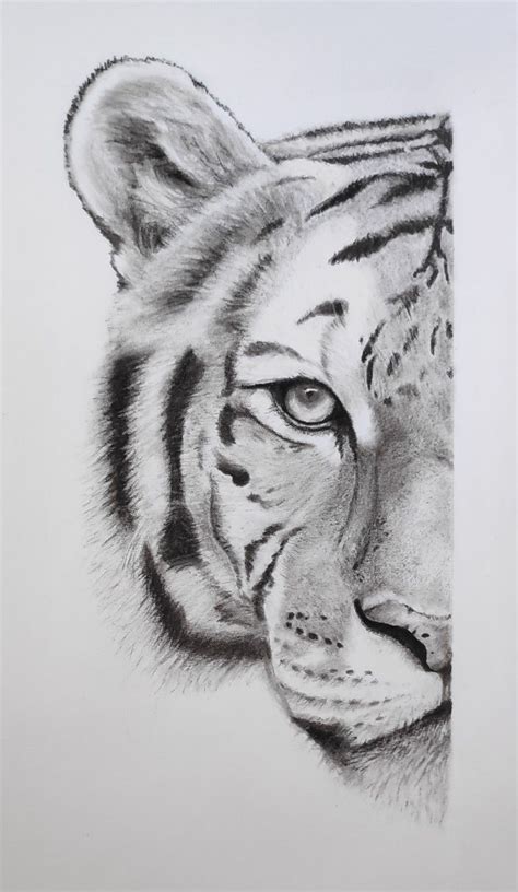 Realistic Tiger Face Drawing