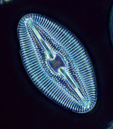 Diploneis Smithii Jean Marc Microscopie44 Mikroscopia