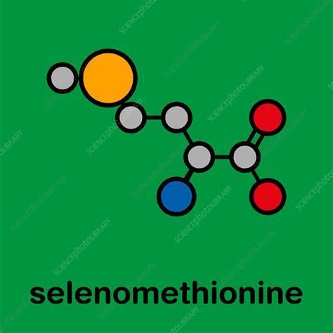 Selenomethionine Amino Acid Molecule Illustration Stock Image F030