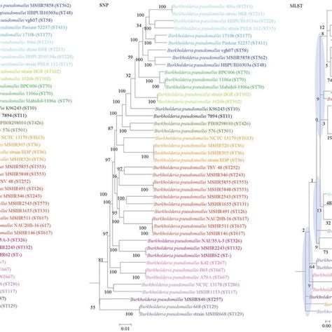 Comparison Of Phylogenetic Trees Constructed Using Genome Data Left Download Scientific