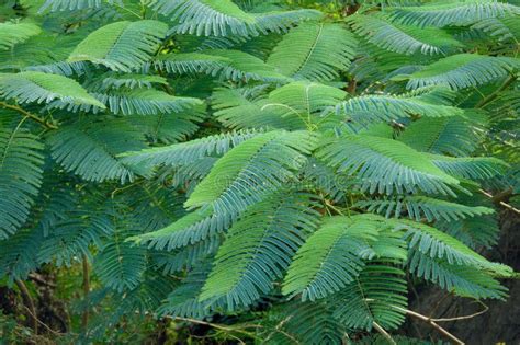 Leucaena Leucocephala Stock Image Image Of Leguminosae 349239429
