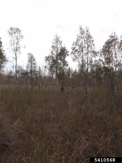 Pythons Genus Python Daudin 1803