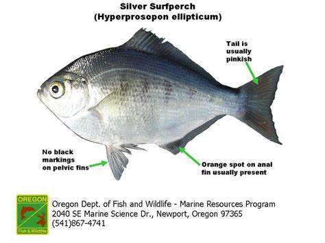 Silver Surfperch Pier Fishing In California